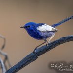 Australian Birds | Auswildlife