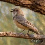Australian Birds | Auswildlife