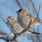 Australian Birds | Auswildlife