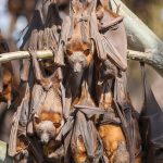Field Guide to Australian Bats | Auswildlife