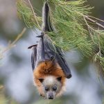 Field Guide to Australian Bats | Auswildlife