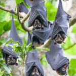 Field Guide to Australian Bats | Auswildlife