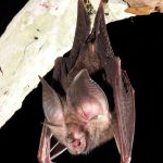 Field Guide to Australian Bats | Auswildlife