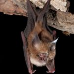 Field Guide to Australian Bats | Auswildlife
