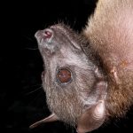 Field Guide to Australian Bats | Auswildlife