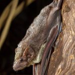 Field Guide to Australian Bats | Auswildlife