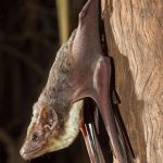 Field Guide to Australian Bats | Auswildlife