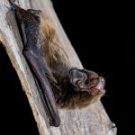 Field Guide to Australian Bats | Auswildlife