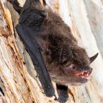 Field Guide to Australian Bats | Auswildlife