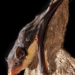 Field Guide to Australian Bats | Auswildlife