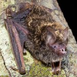 Field Guide to Australian Bats | Auswildlife