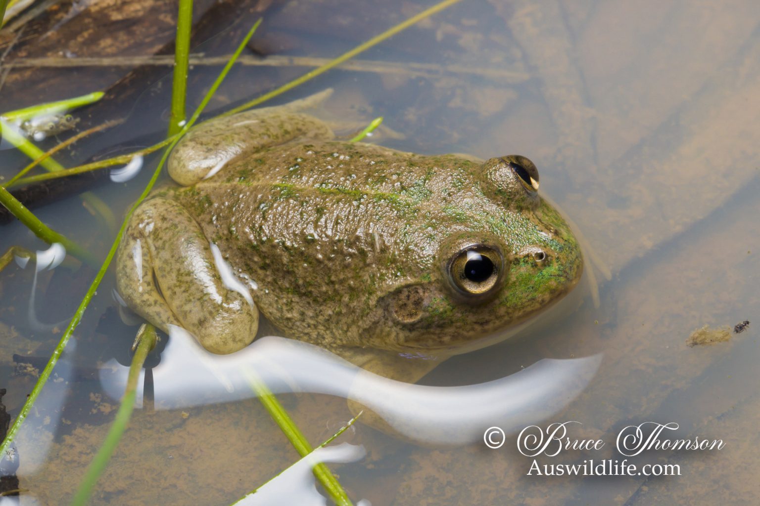 Australian Frogs | Auswildlife