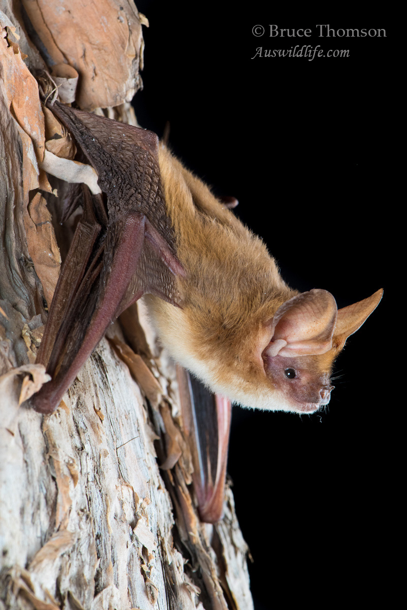 Auswildlife – Wildlife Photography, Nature, Stock Images